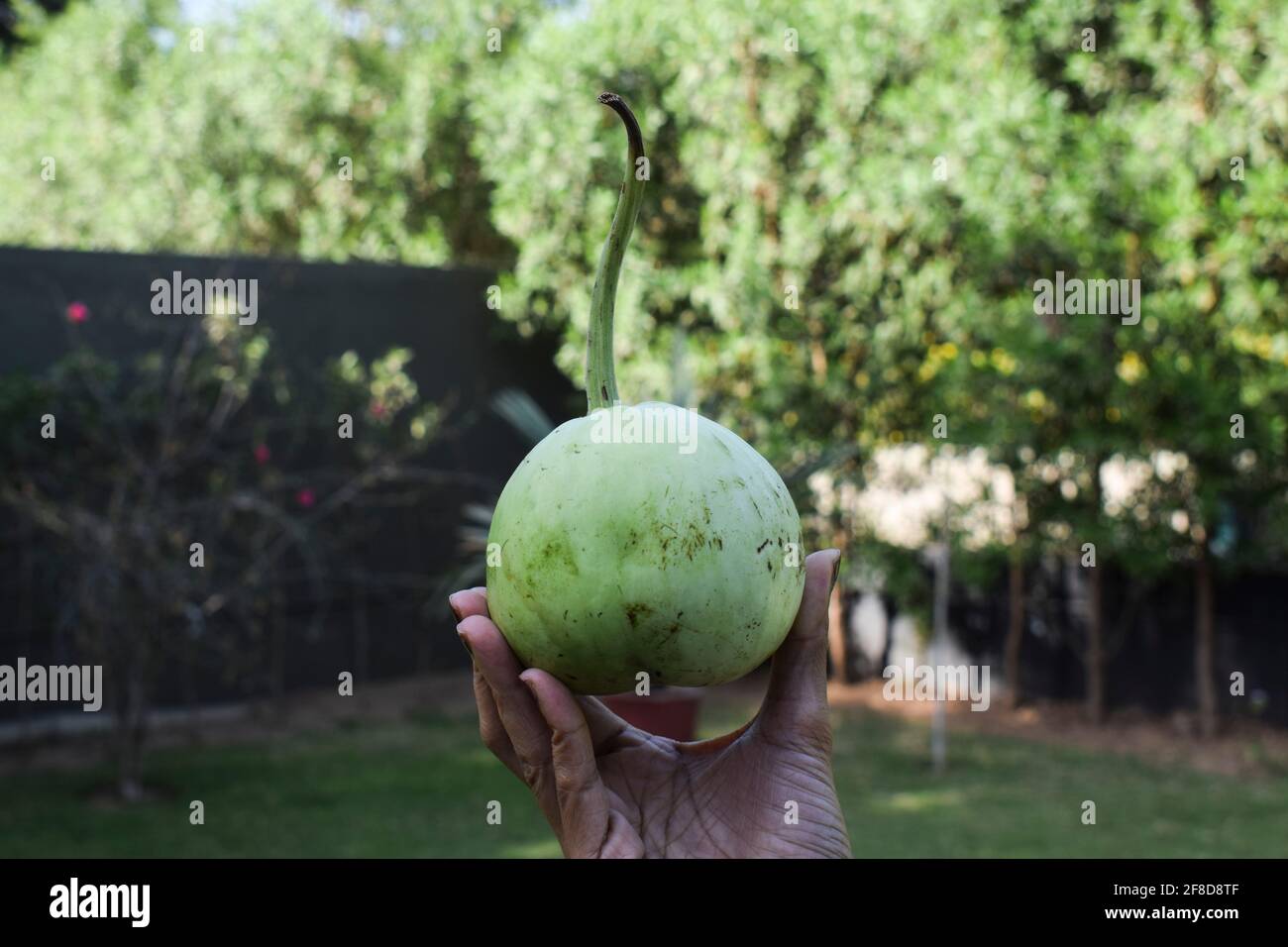 Female holding round bottlegourd vegetable in hand. Indian asian sphere ...