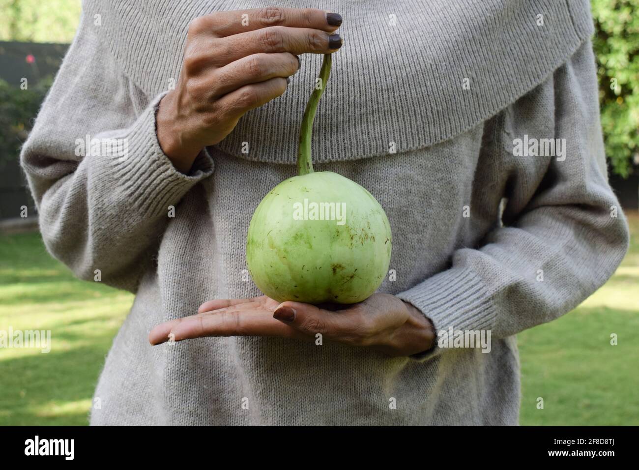Female holding round bottlegourd vegetable in hand. Indian asian sphere ...