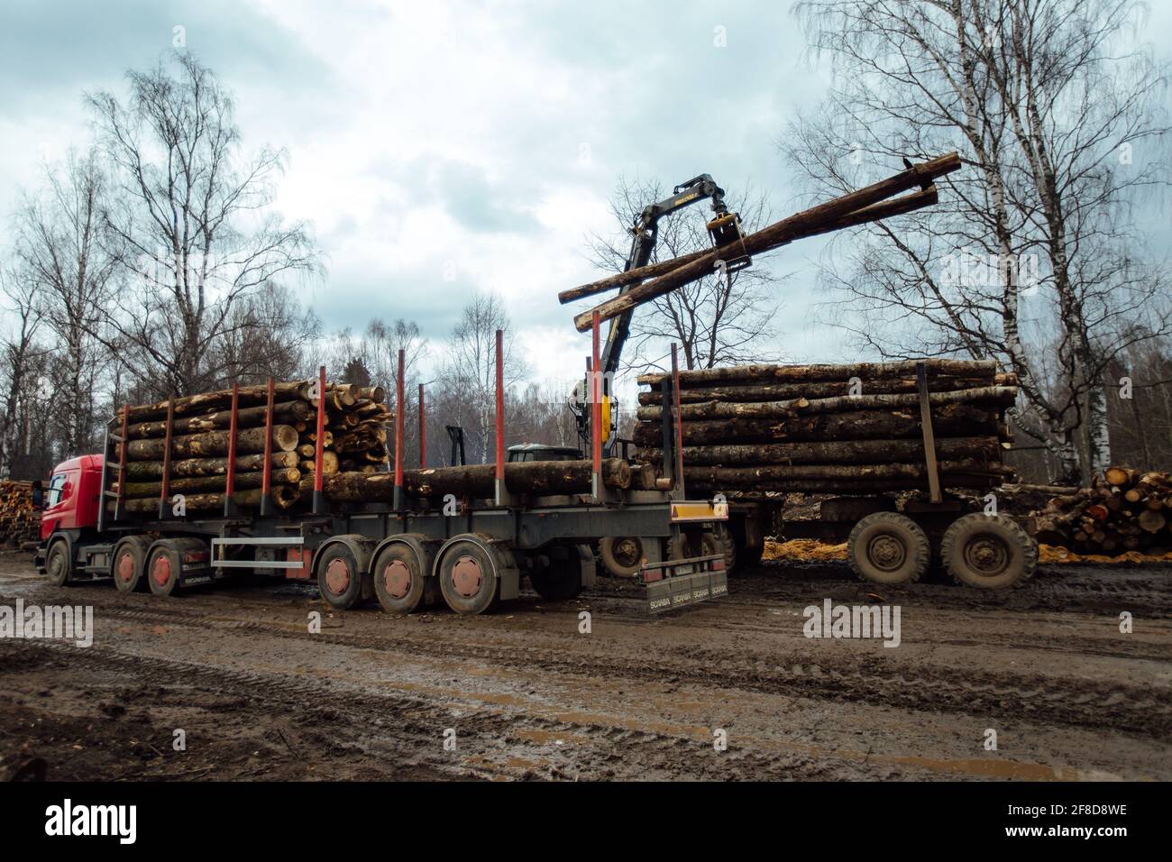 the crane loads the trees. the cut tree trunks are loaded into the body ...