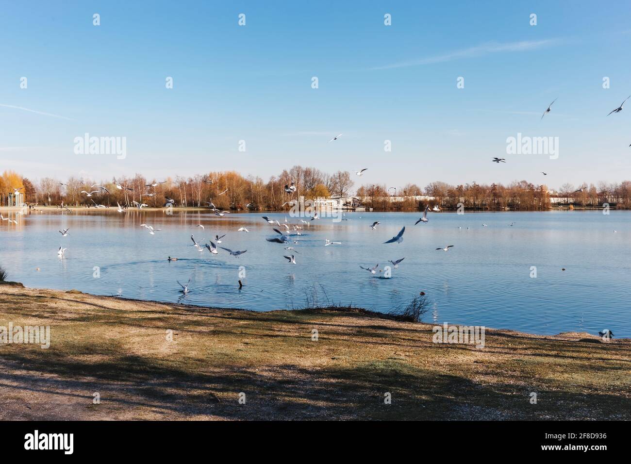 Flying environment plants greenery forest hi-res stock photography and ...