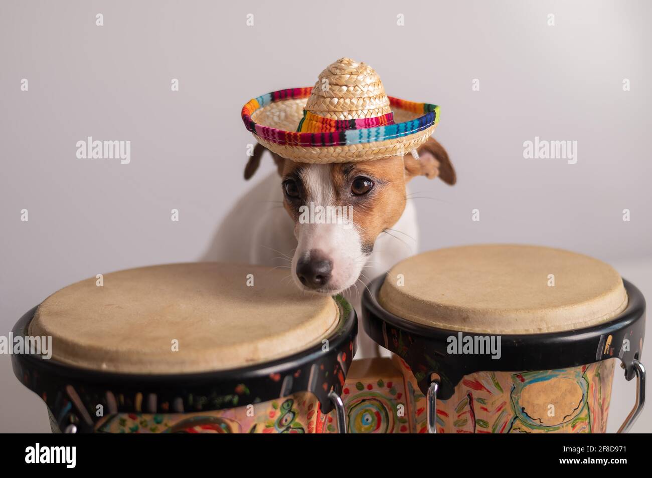 A funny dog in a sombrero plays mini bongo drums. Jack Russell Terrier ...