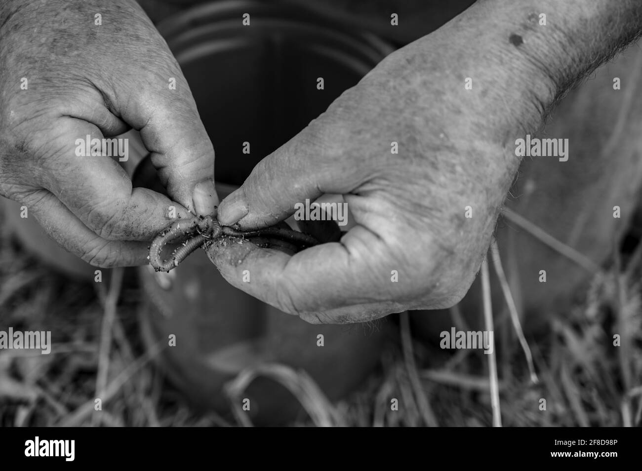 Nightcrawler bait hi-res stock photography and images - Alamy