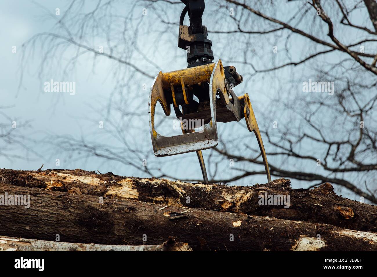 the crane loads the trees. the cut tree trunks are loaded into the body ...