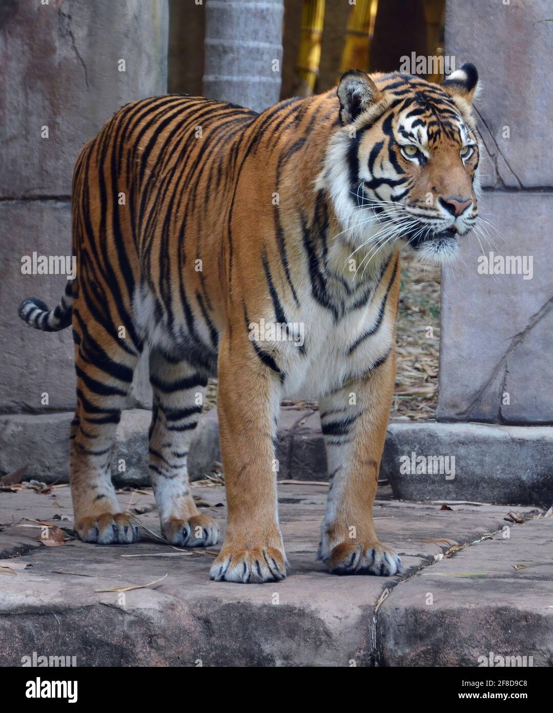 Tiger cub face vertical hi-res stock photography and images - Alamy