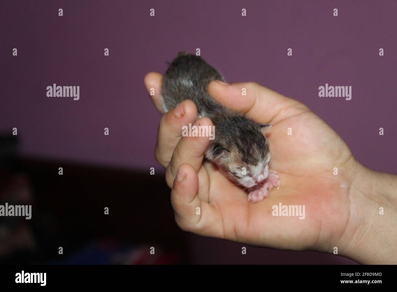 cute little newborn kitten in hand Stock Photo - Alamy