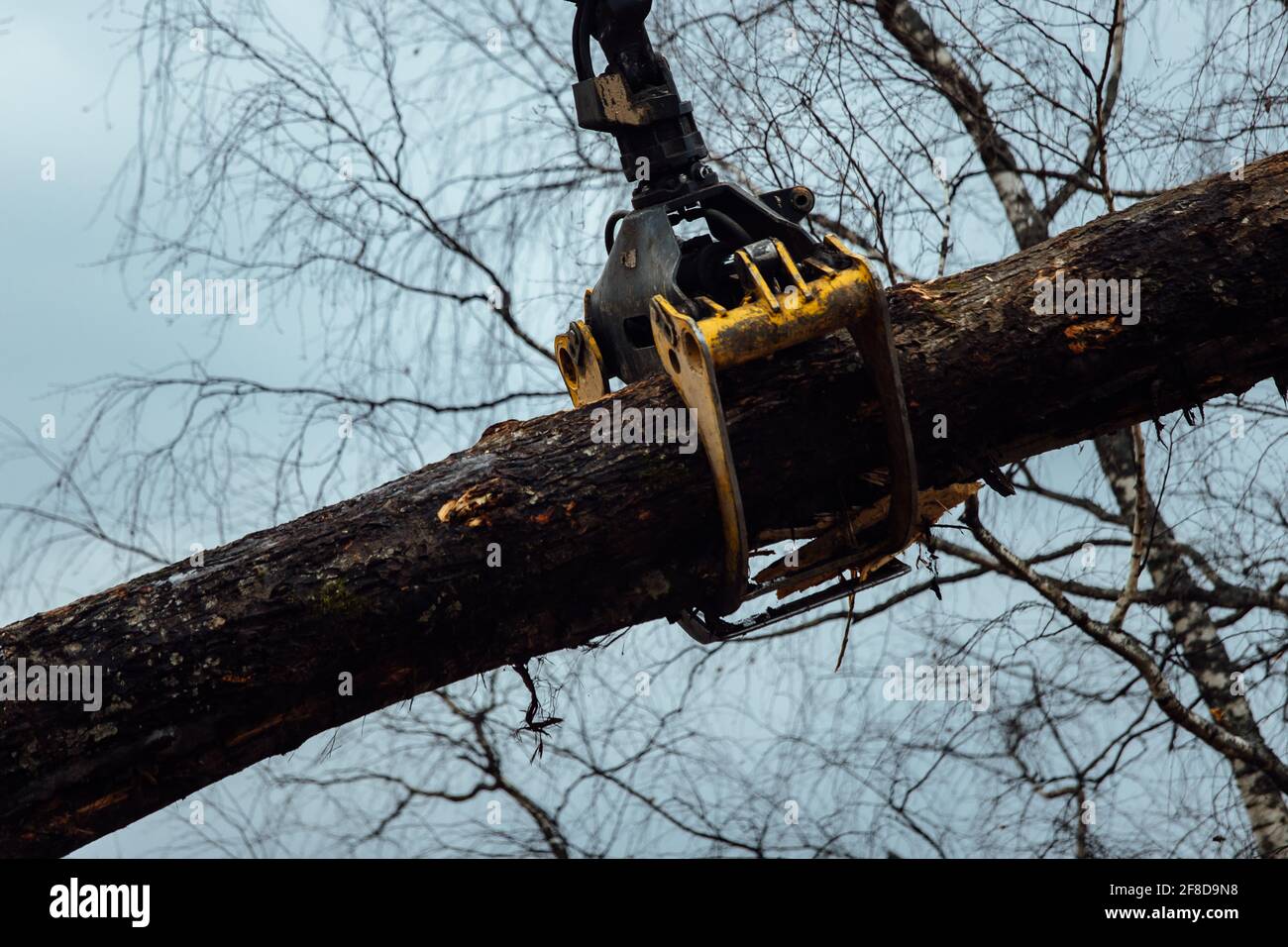 the crane loads the trees. the cut tree trunks are loaded into the body ...