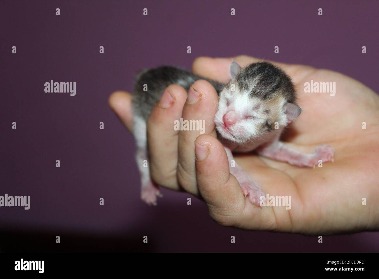 cute little newborn kitten in hand Stock Photo - Alamy