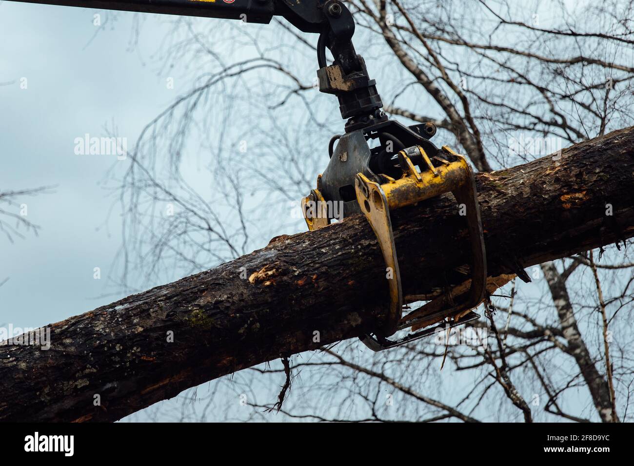 the crane loads the trees. the cut tree trunks are loaded into the body ...