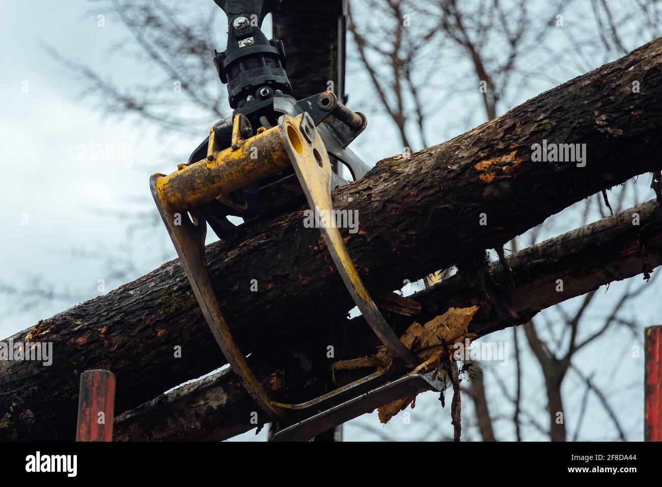 the crane loads the trees. the cut tree trunks are loaded into the body ...