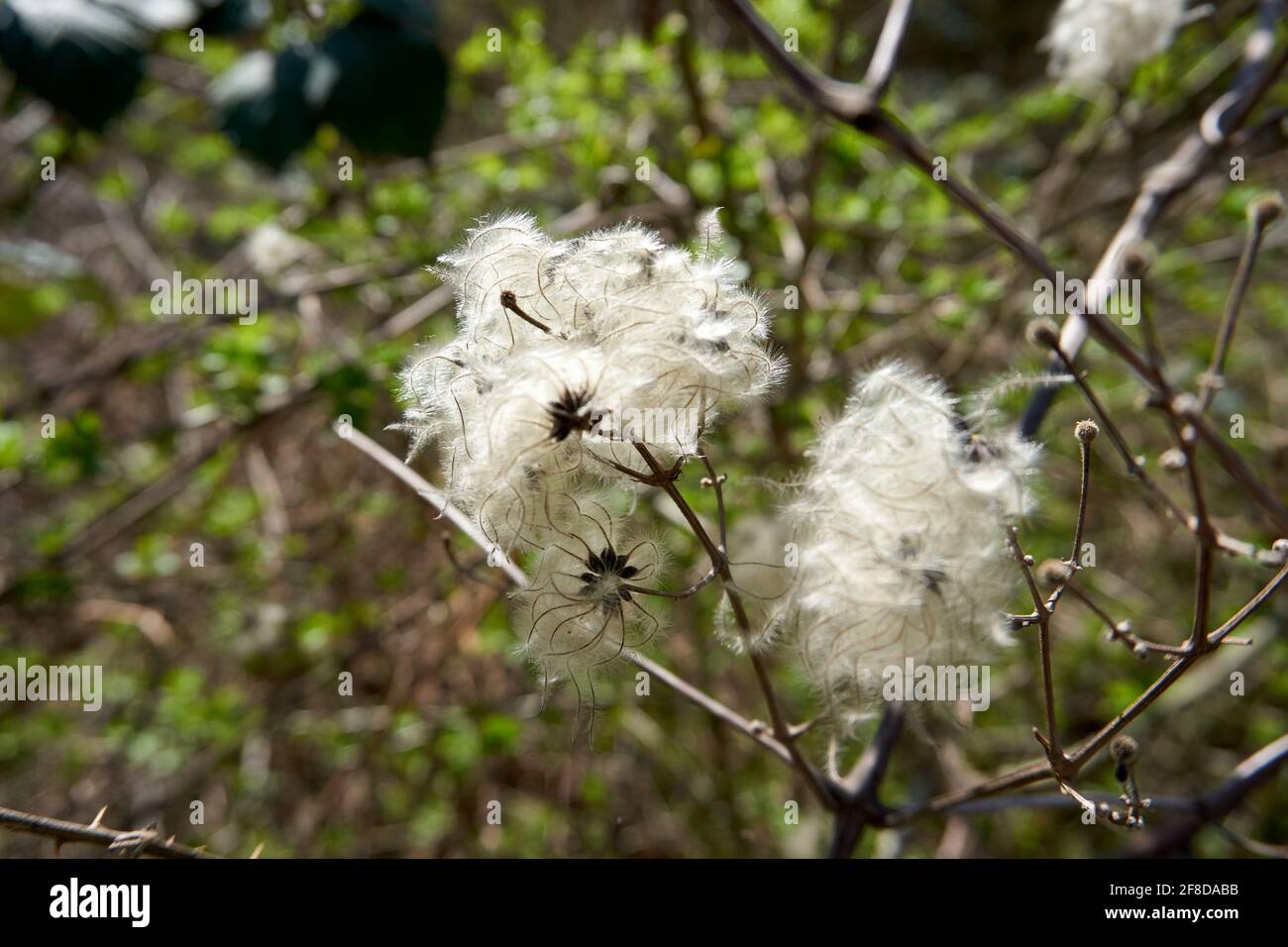 Fluffy clematis seeds in hi-res stock photography and images - Alamy