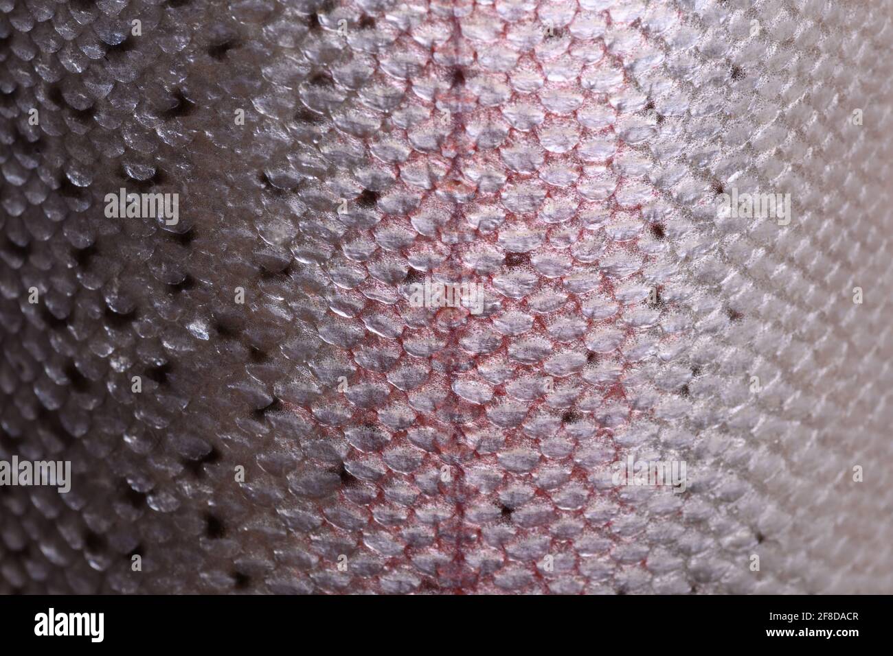 Grey scales of red fish macro background Stock Photo - Alamy