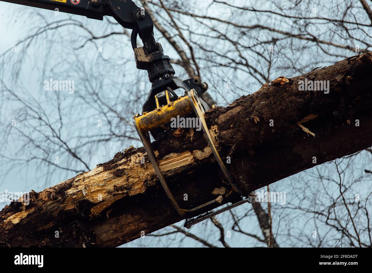 the crane loads the trees. the cut tree trunks are loaded into the body ...