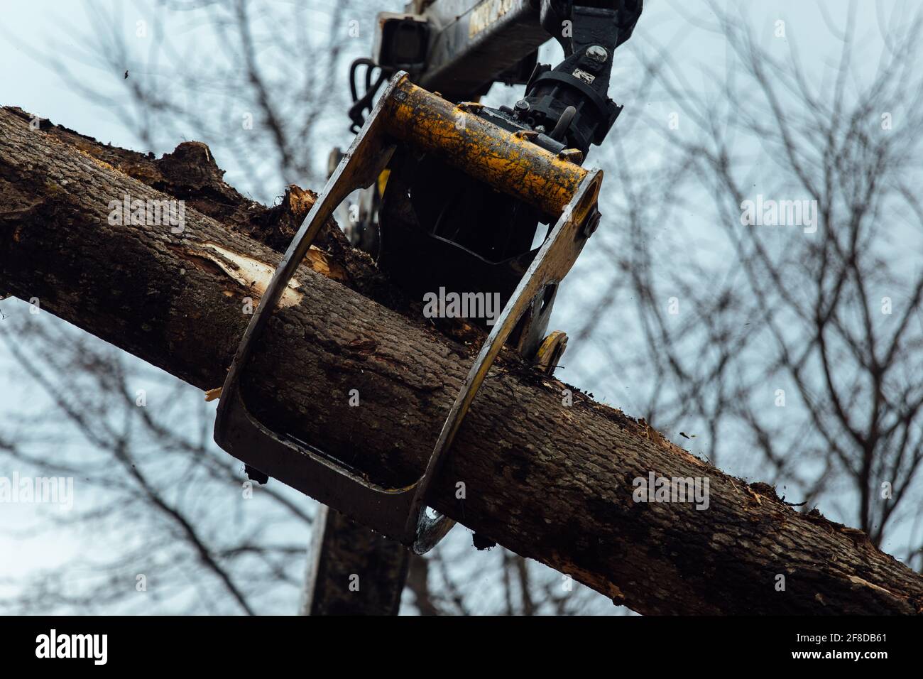 the crane loads the trees. the cut tree trunks are loaded into the body ...
