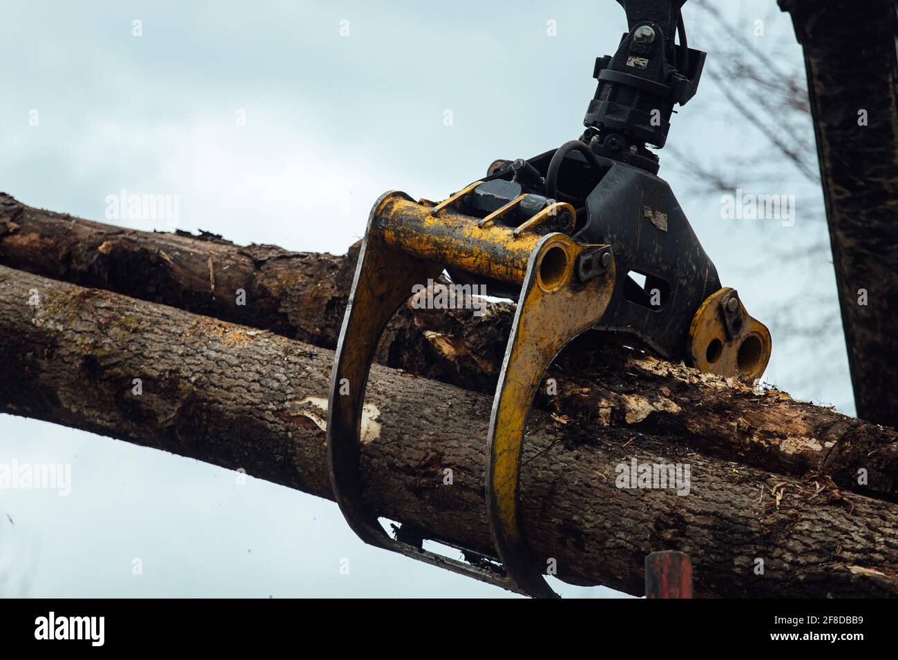 the crane loads the trees. the cut tree trunks are loaded into the body ...