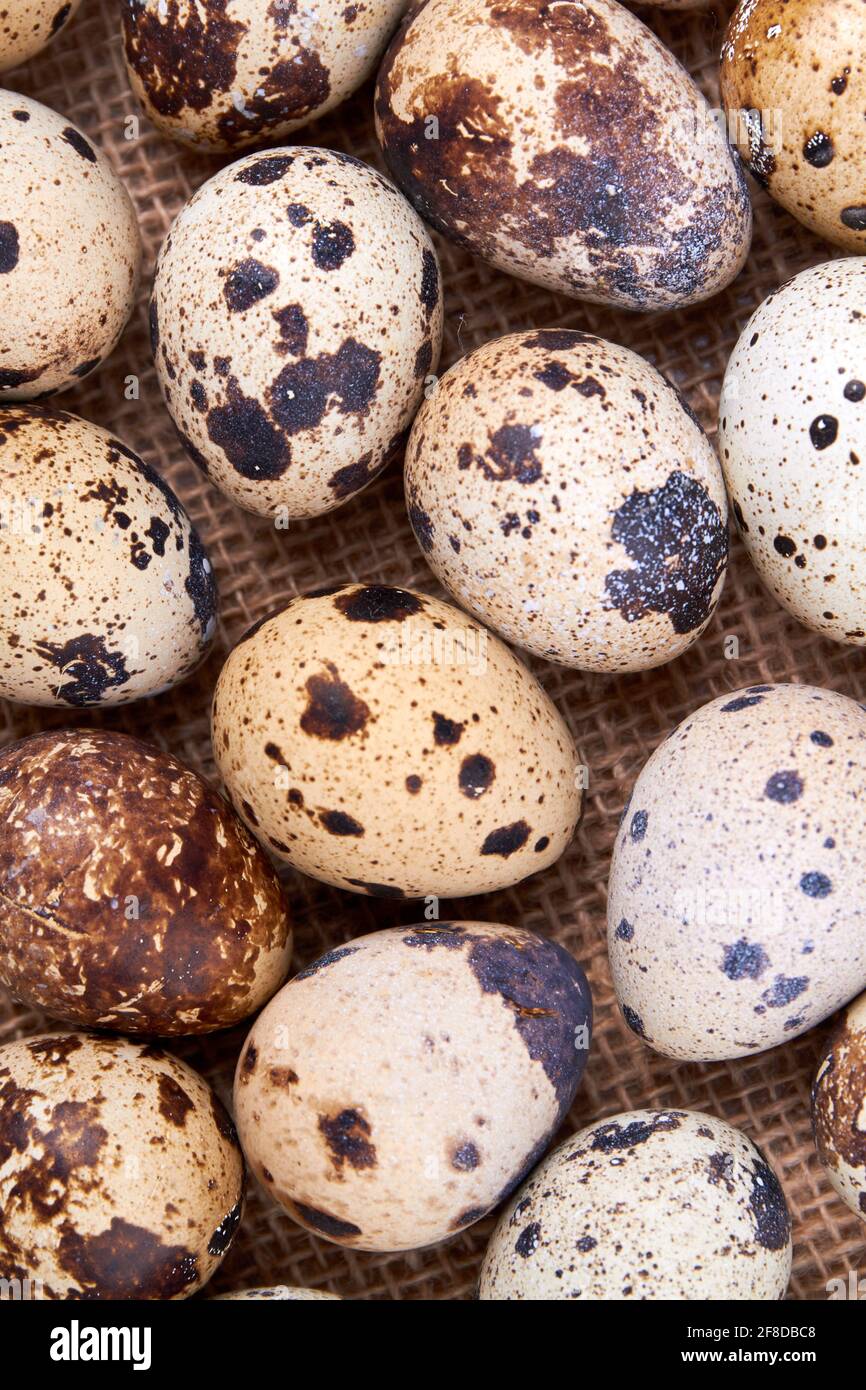 Quail eggs texture. Quail eggs background Stock Photo - Alamy