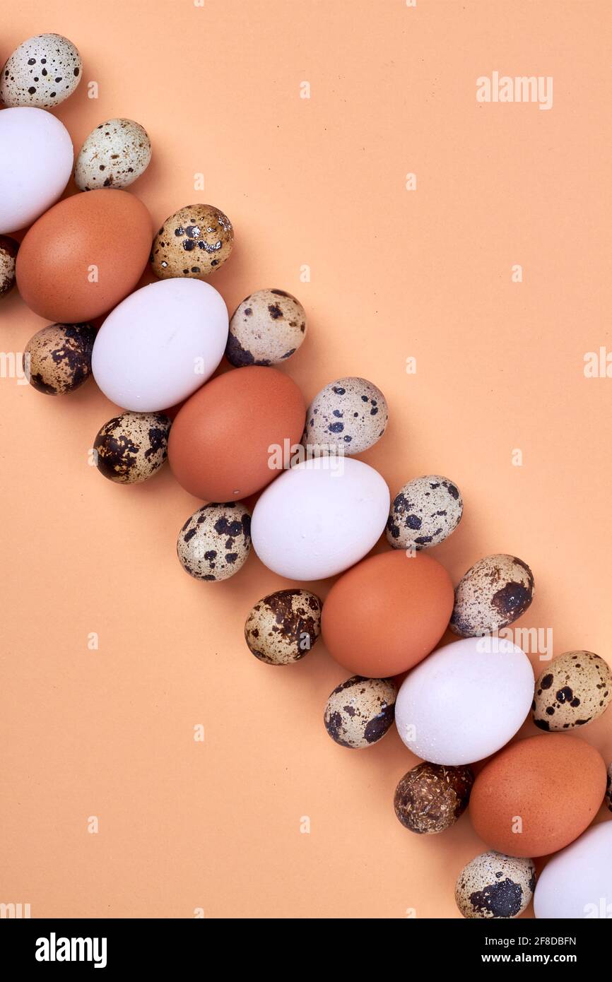 Quail and chicken eggs arranged in a line Stock Photo - Alamy