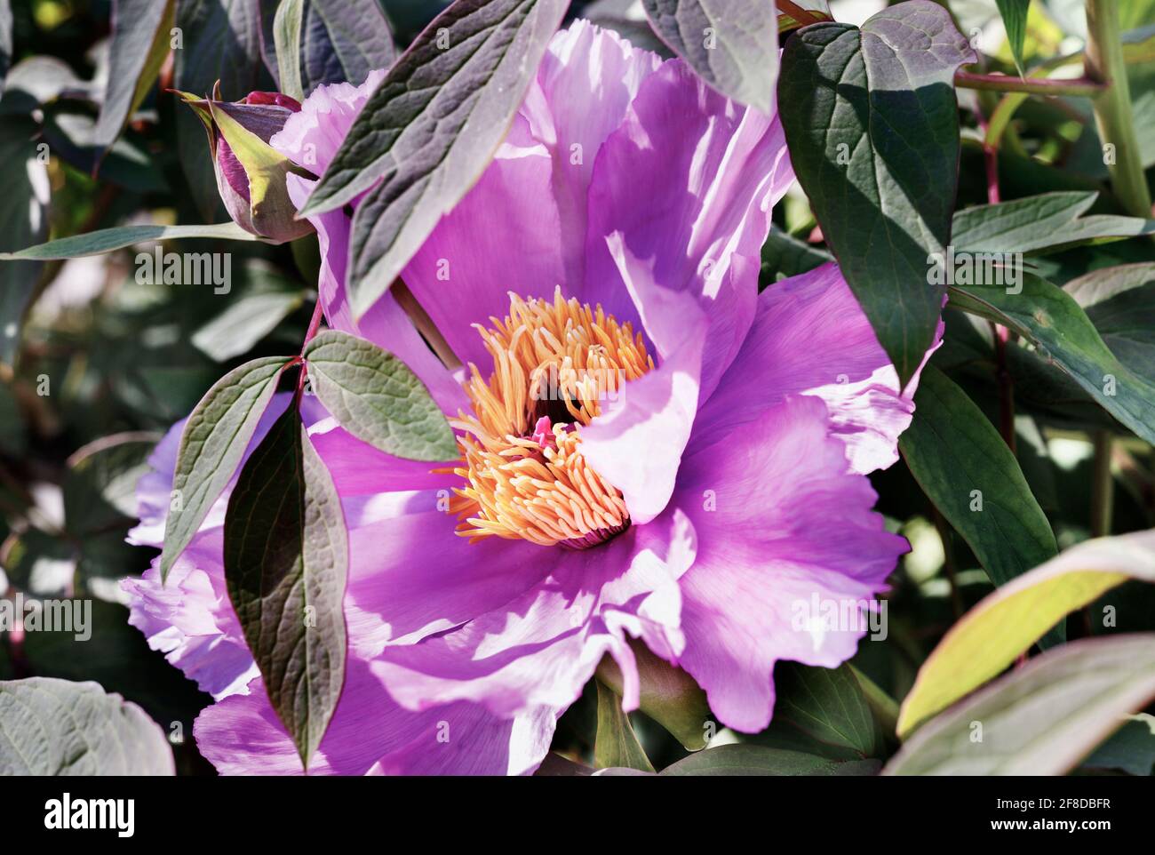 Purple Peony High Resolution Stock Photography and Images - Alamy