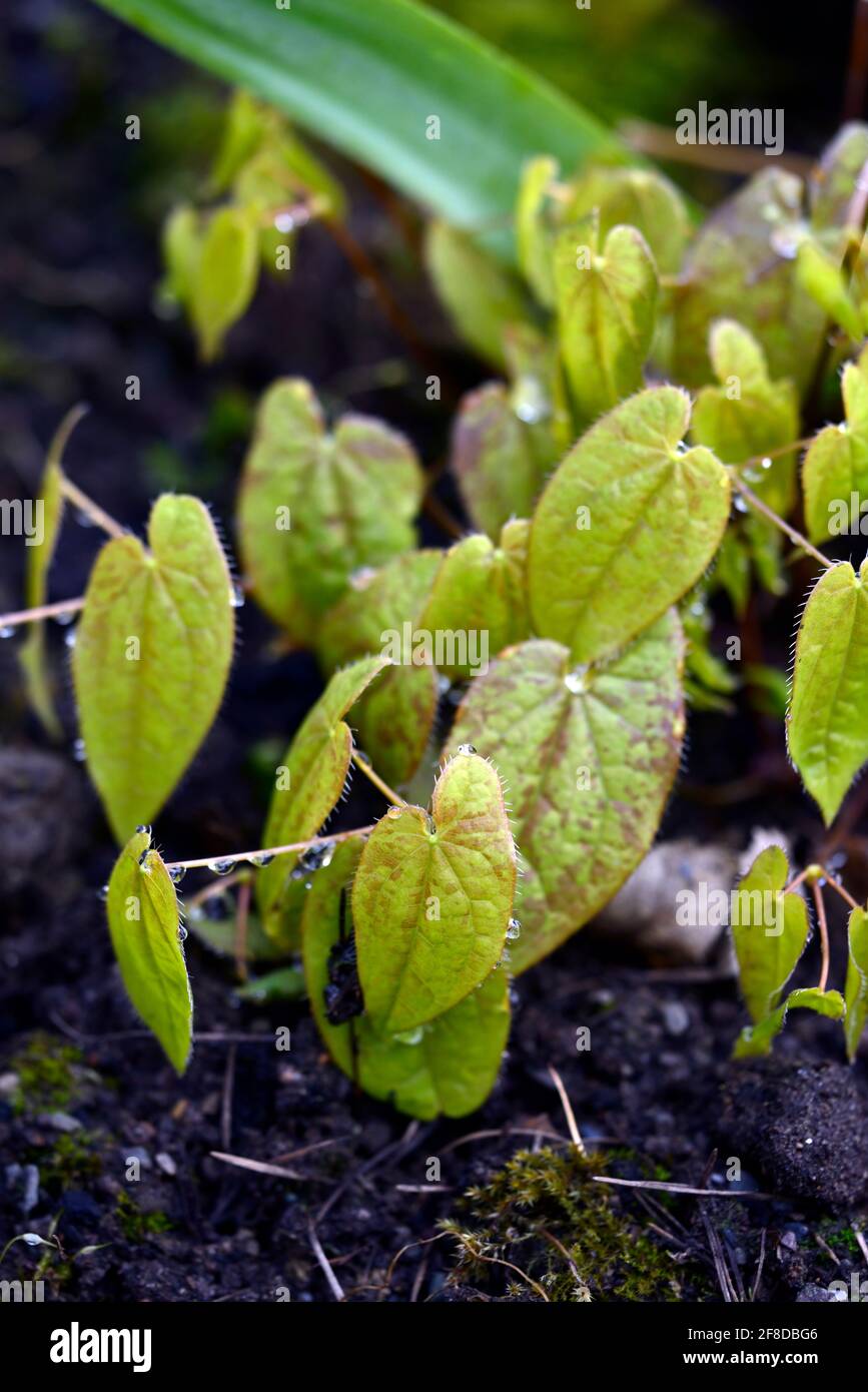 Epimedium arctic wings,bronze leaves,bronze foliage,leaves with spiny ...