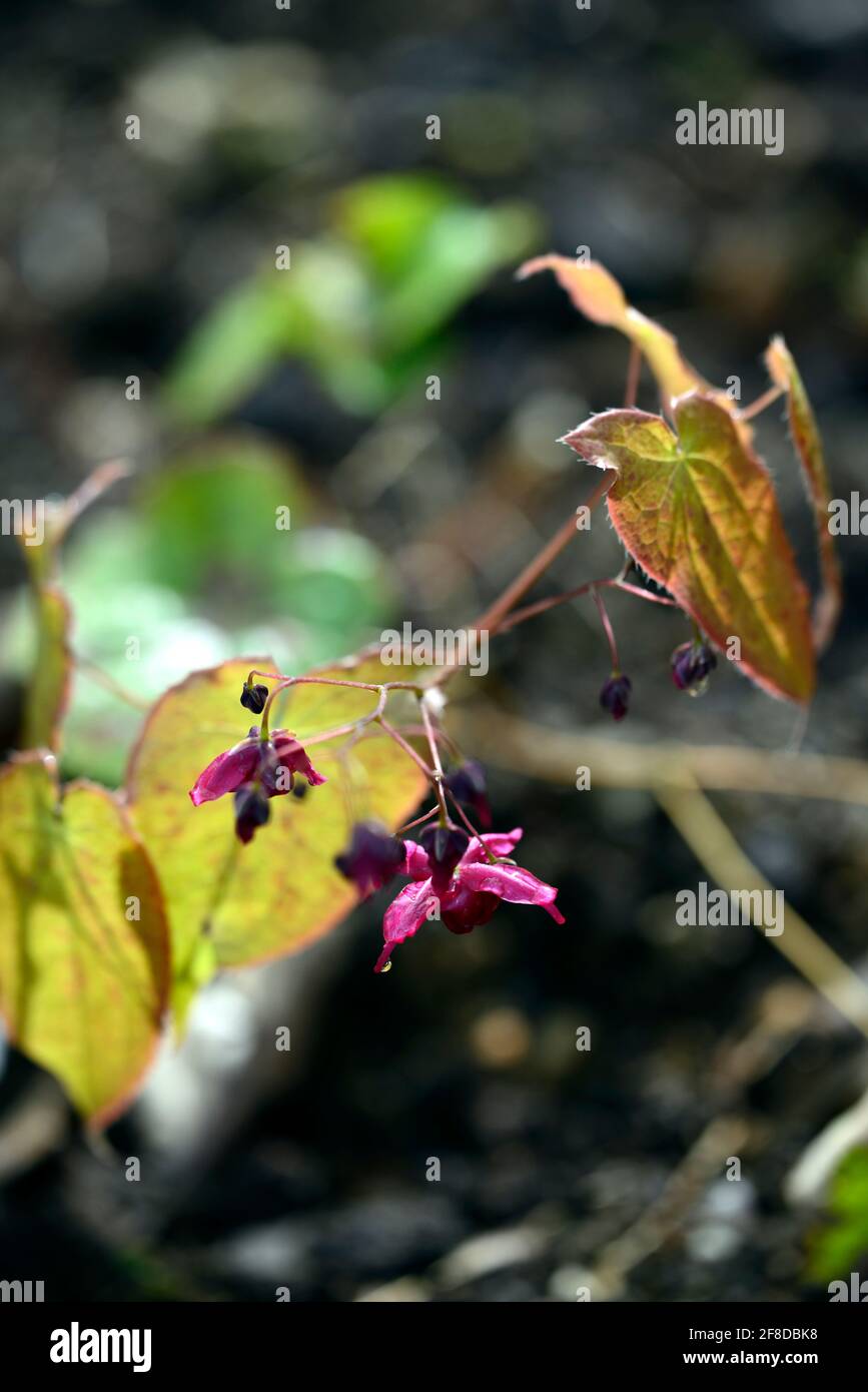 Spiny the margins hi-res stock photography and images - Alamy