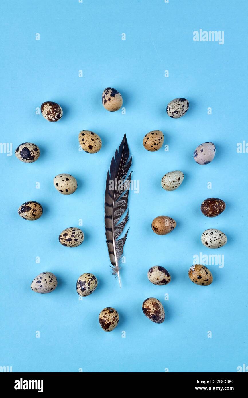 One feather and quail eggs Stock Photo - Alamy