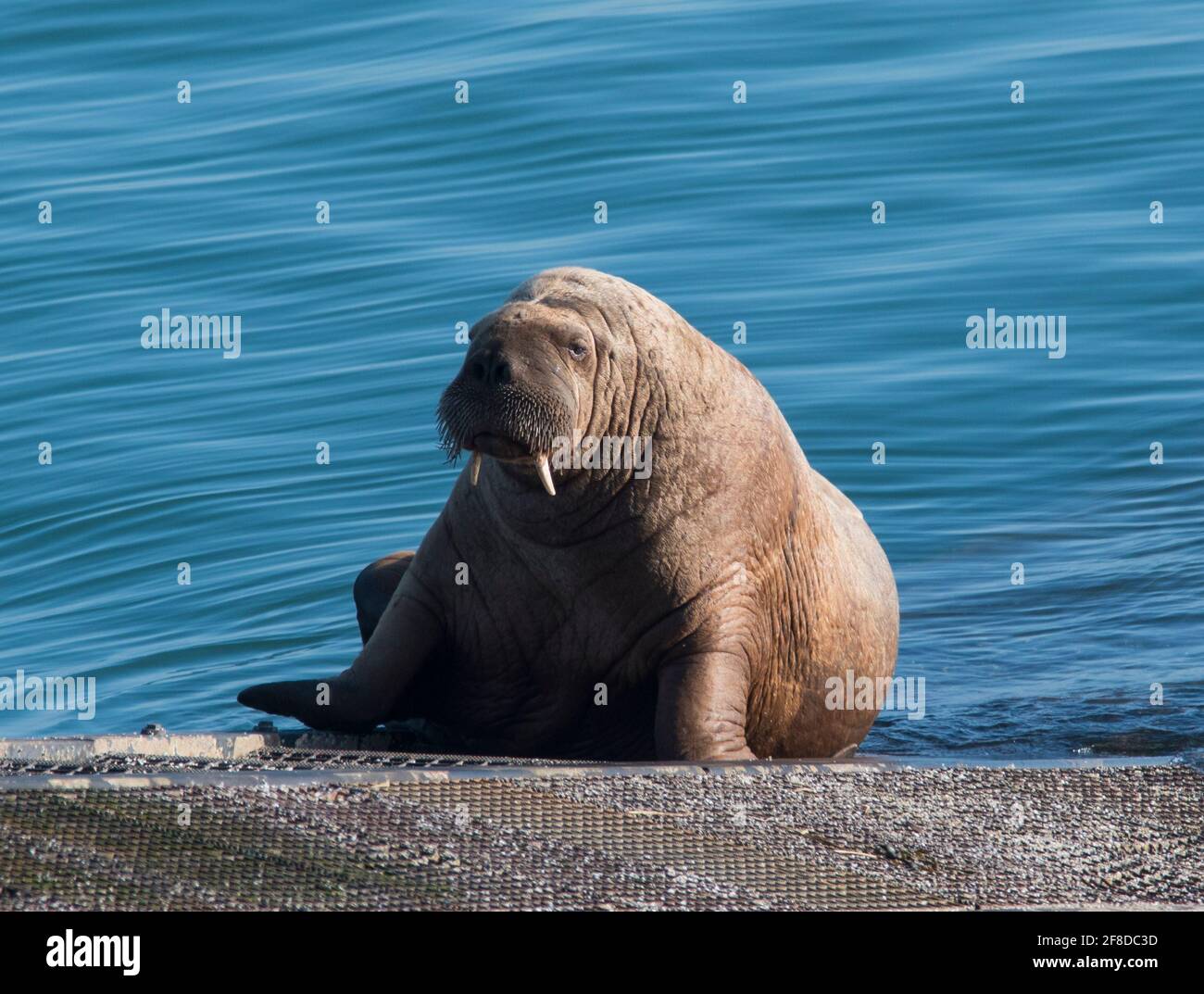 Male walrus hi-res stock photography and images - Alamy