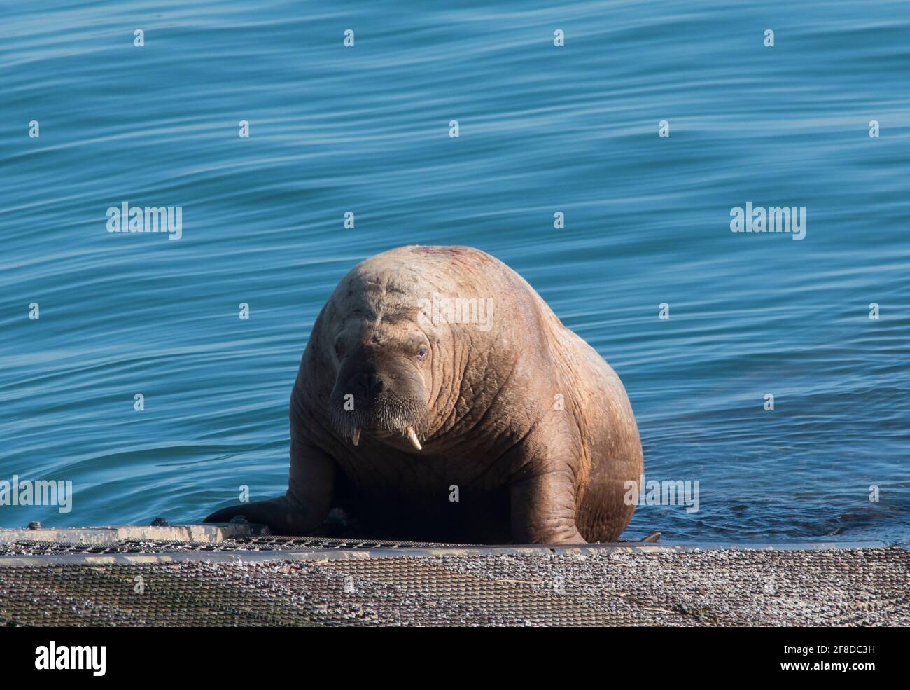 Immature male Walrus (Odobenus rosmarus) on the lifeboat ramp Tenby ...