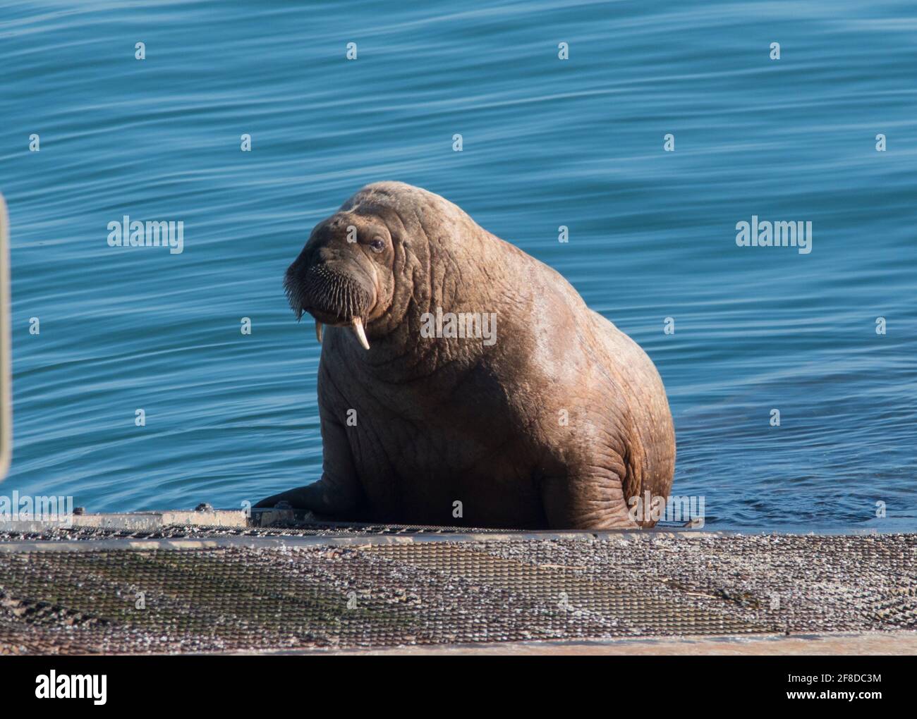 Coastel mammals of britain hi-res stock photography and images - Alamy