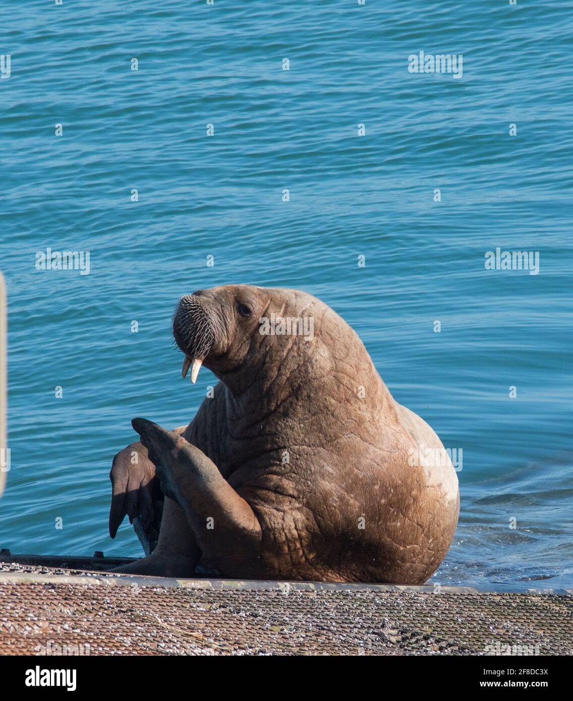 Walrus on lifeboat ramp tenby hi-res stock photography and images - Alamy