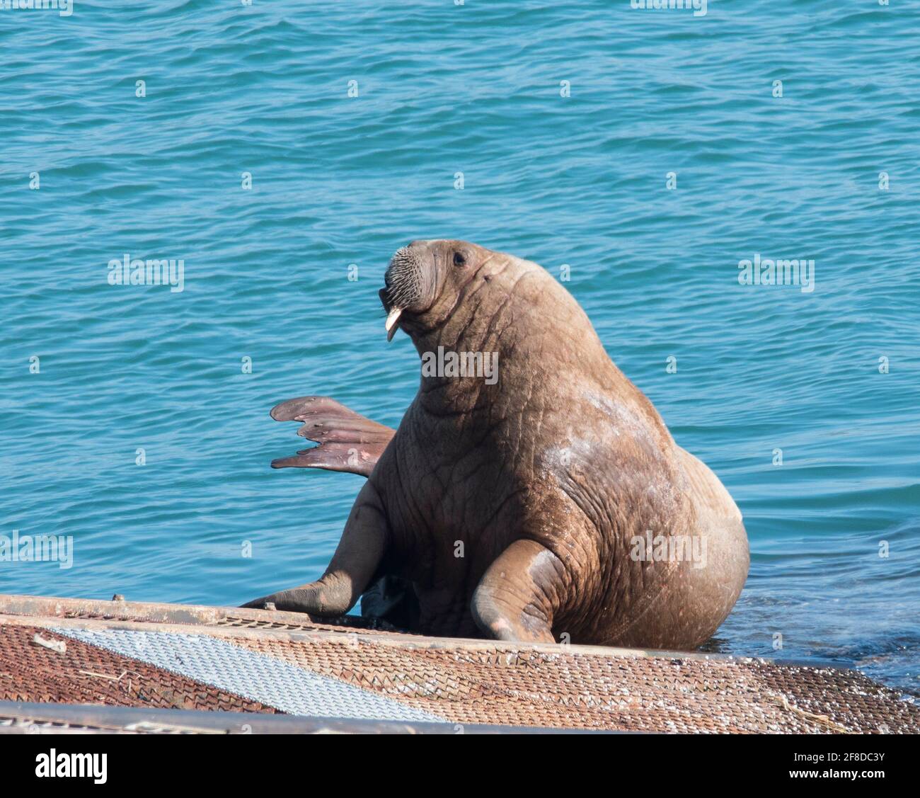 Immature male Walrus (Odobenus rosmarus) on the lifeboat ramp Tenby ...