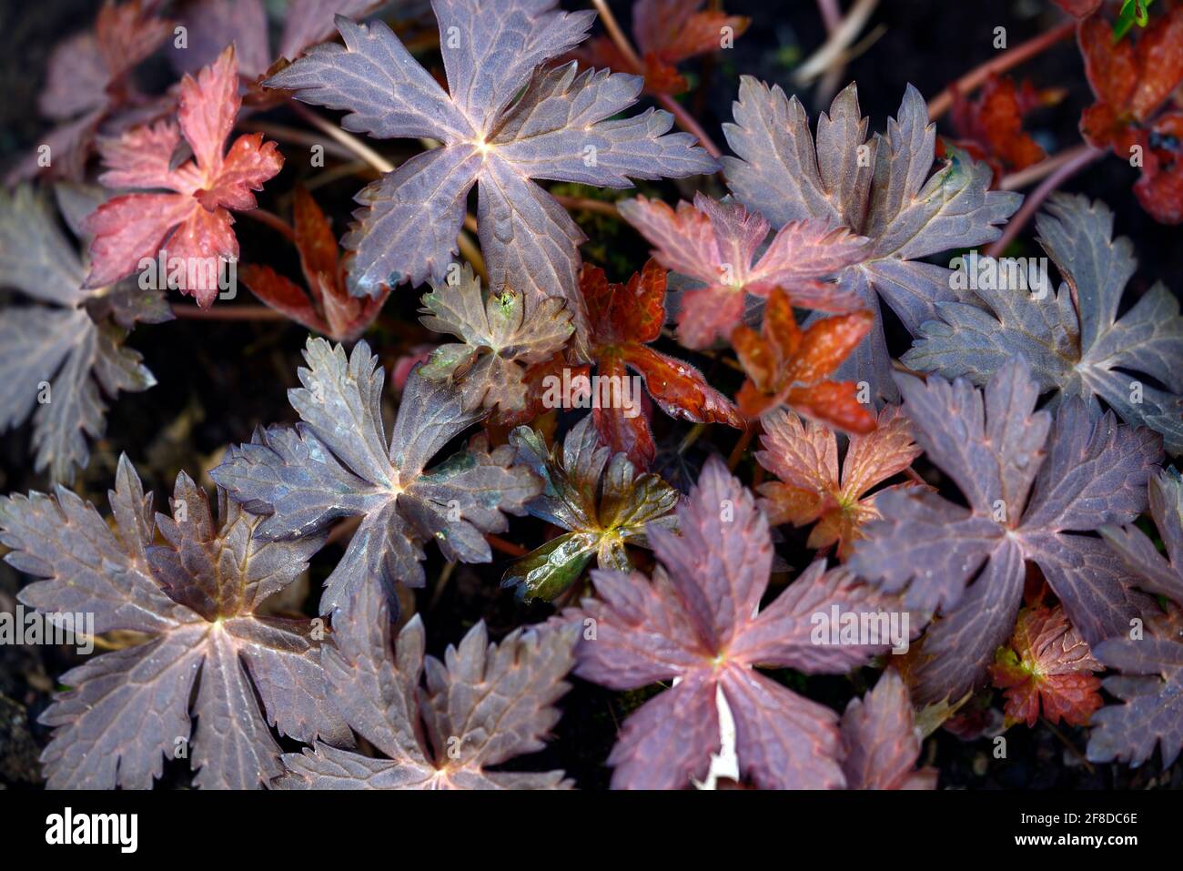 Geranium maculatum copper tiger hi-res stock photography and images - Alamy