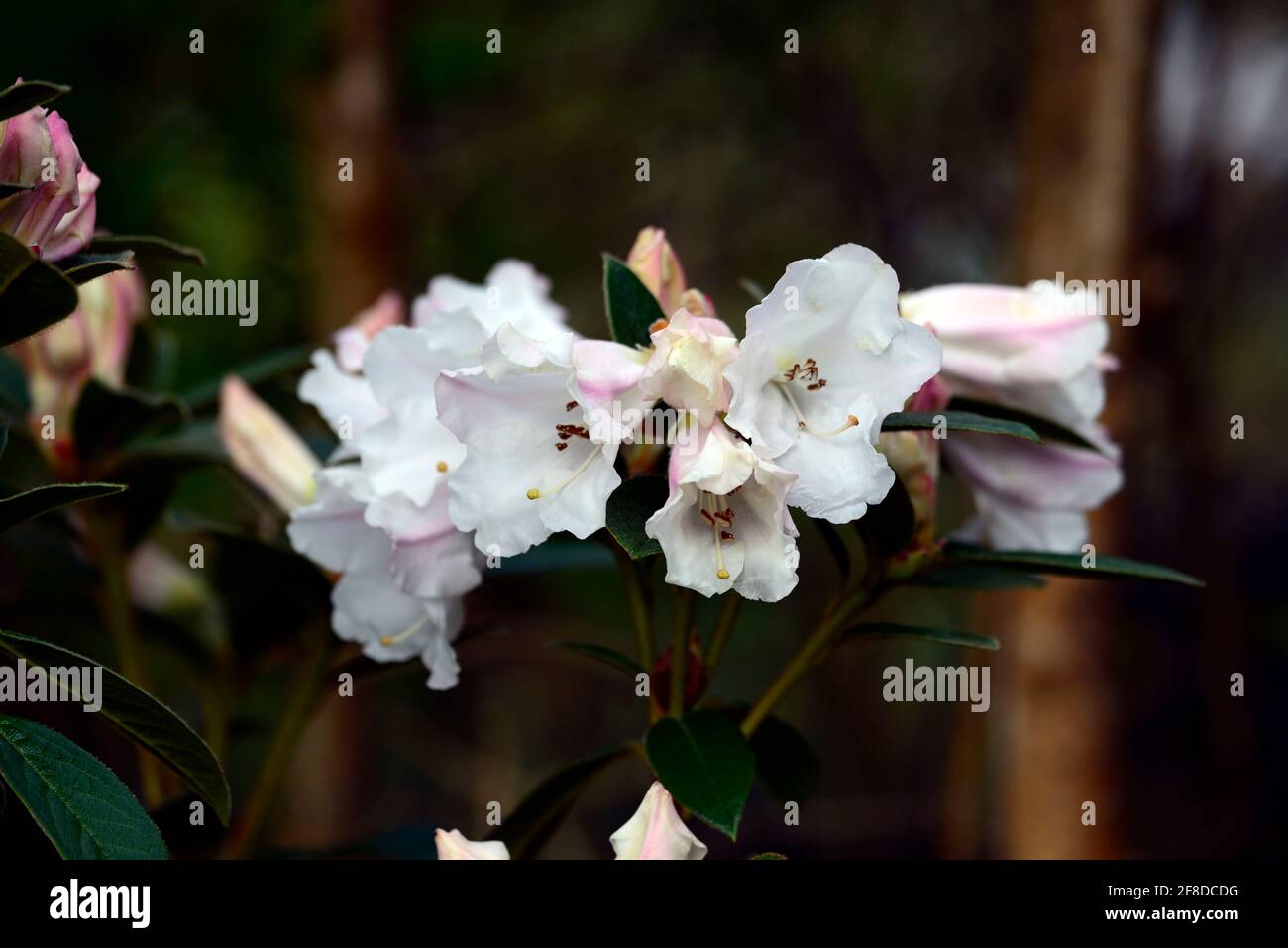 Rhododendron Lady Alice Fitzwilliam,strongly scented funnel shaped ...