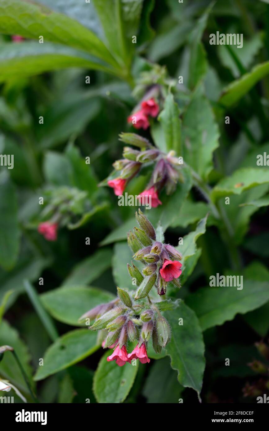 Pulmonaria red start hi-res stock photography and images - Alamy