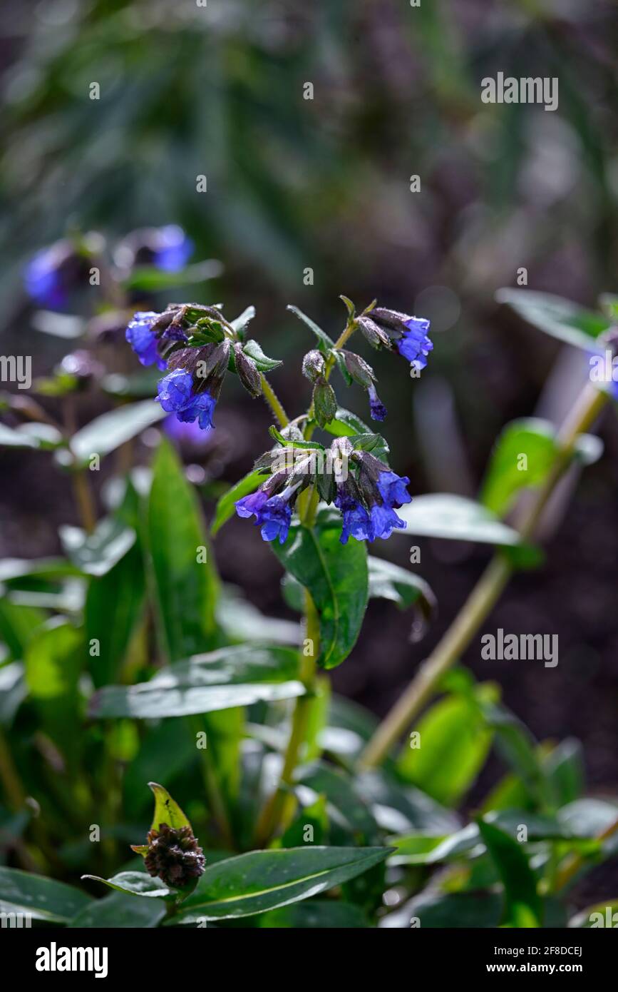 pulmonaria Miss Elly,lungwort,blue flowers, perennials,flower,flowering ...