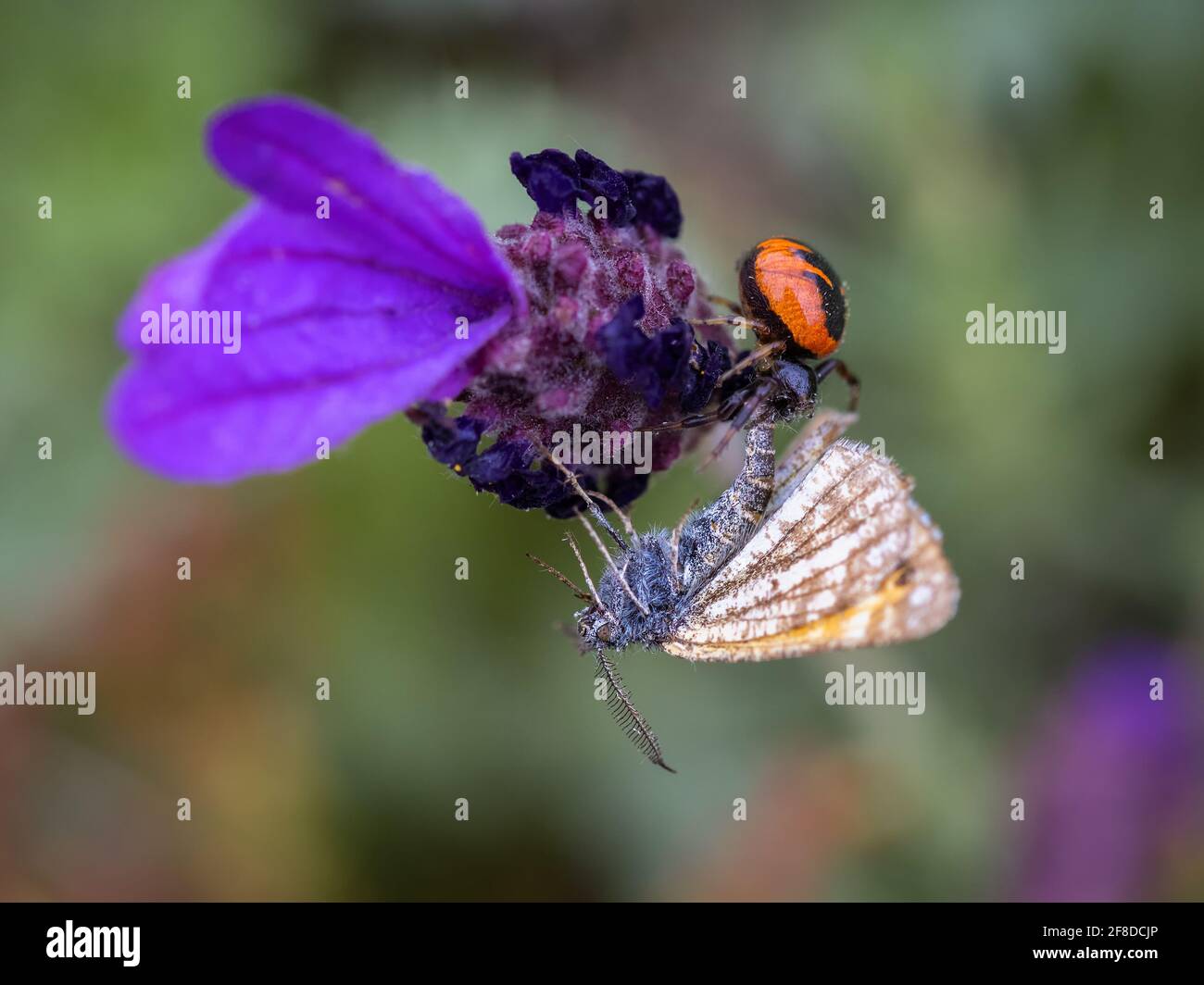 Hunting a moth hi-res stock photography and images - Alamy