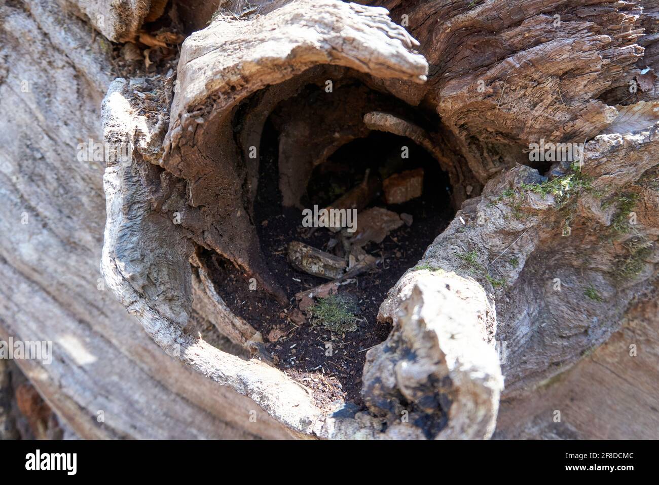 Burrow in a tree Stock Photo - Alamy