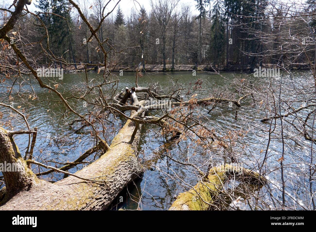 Fallen dry tree over a river Stock Photo - Alamy