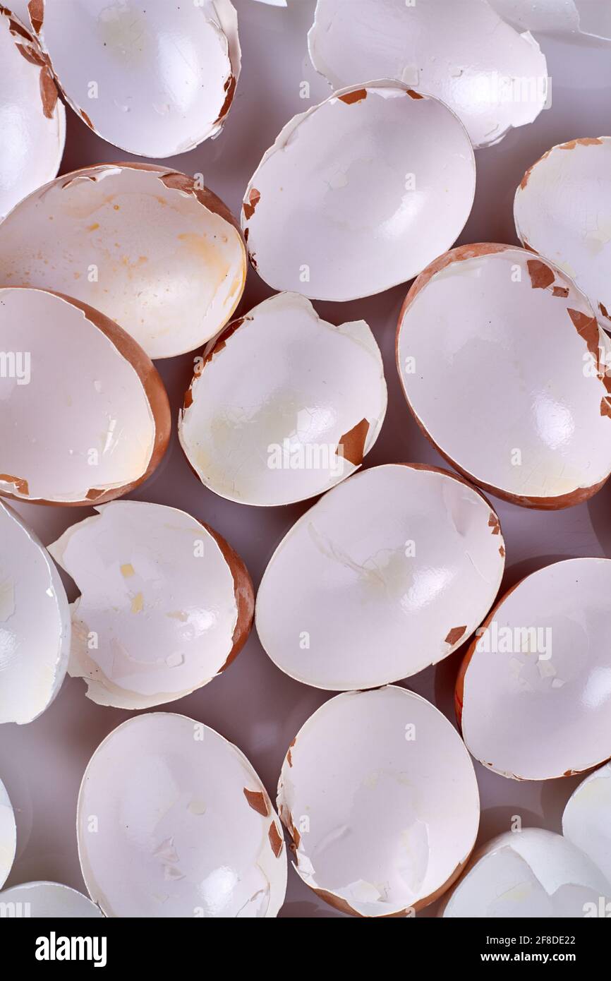 Chicken egg cross section hi-res stock photography and images - Alamy