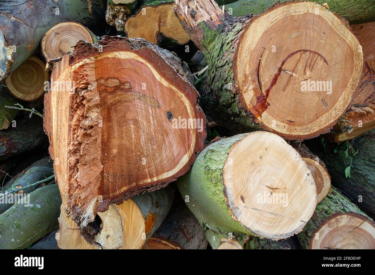 Aylesbury Vale, UK. 12th April, 2021. Trees felled by HS2 at Road Barn ...
