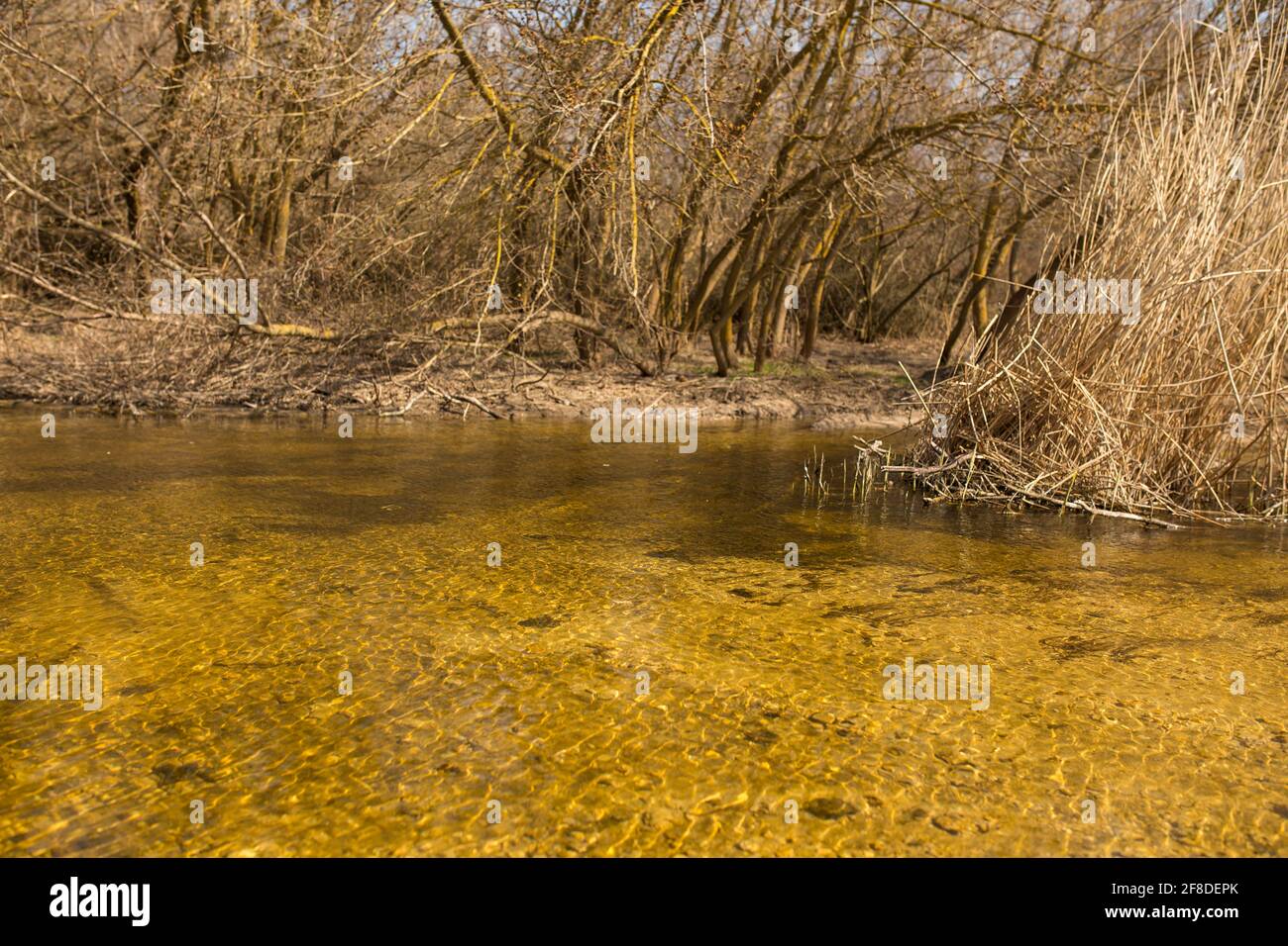 Clean water in a small river in a beautiful wild forest, during sunny ...