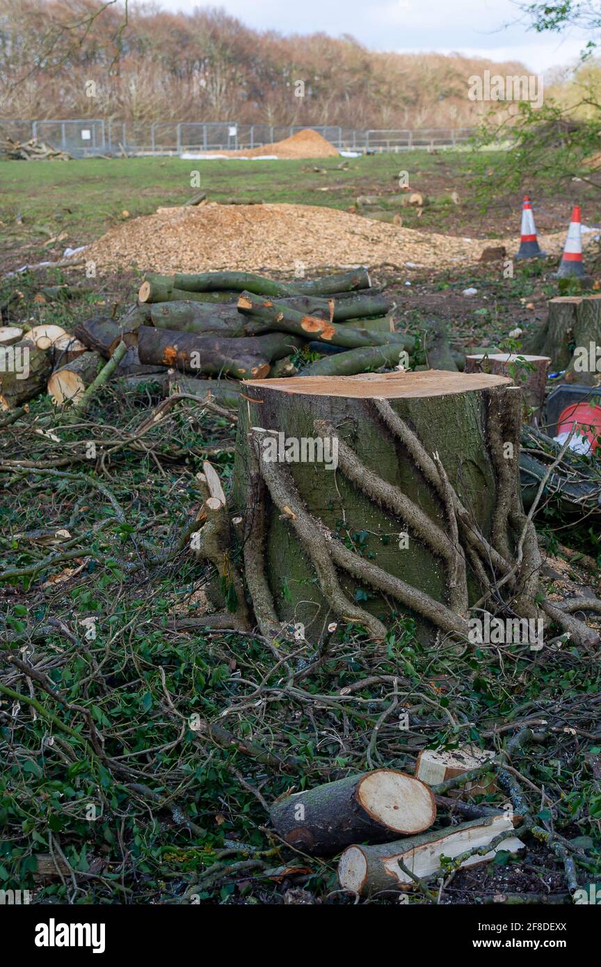 Aylesbury Vale, UK. 12th April, 2021. HS2 have now destroyed a huge ...