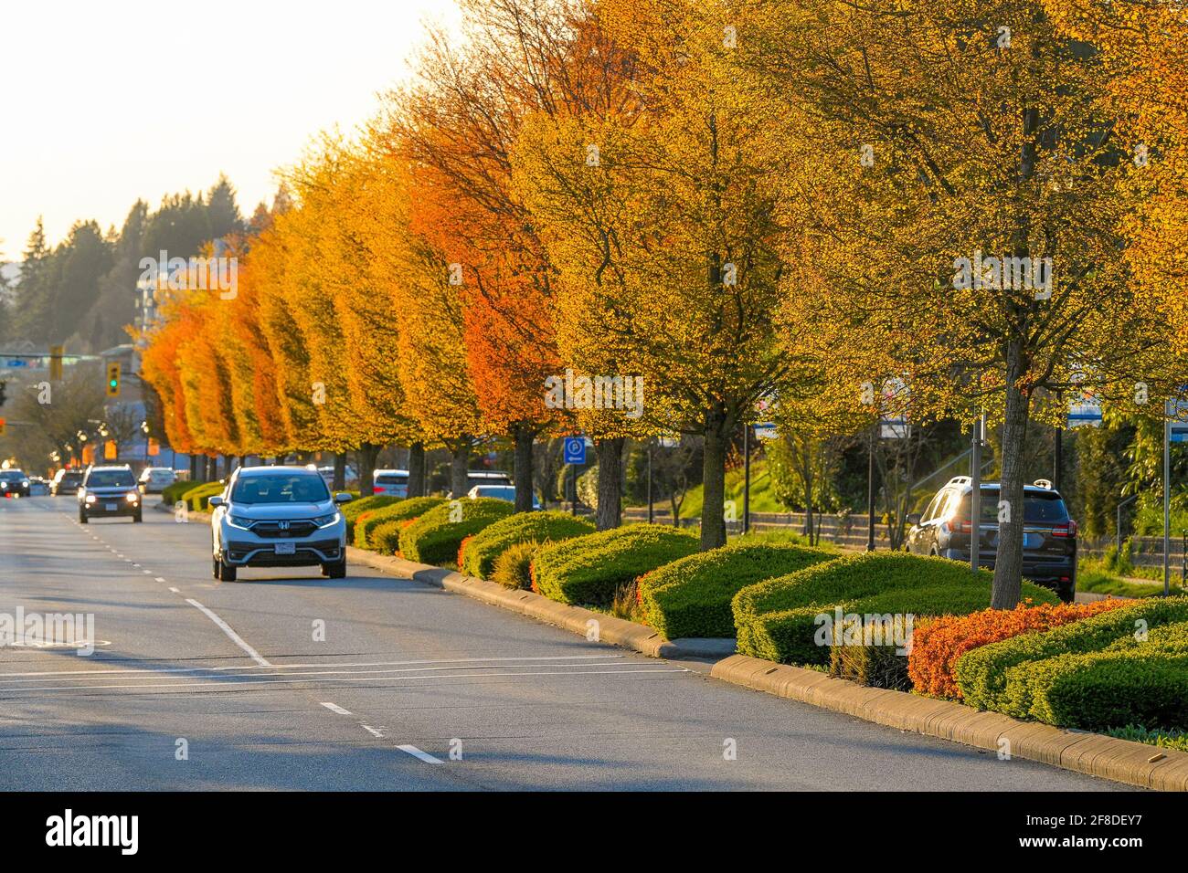 Boulevard trees, Marine Drive, West Vancouver, British Columbia, Canada ...