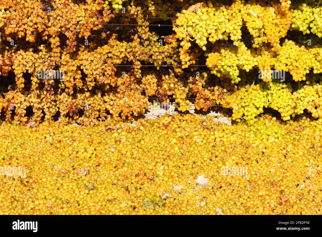 Sun raisings grapes drying hanging on special drying racks of Archanes ...