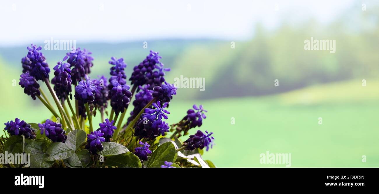 Spring season background. Hyacinths in the spring season Stock Photo ...