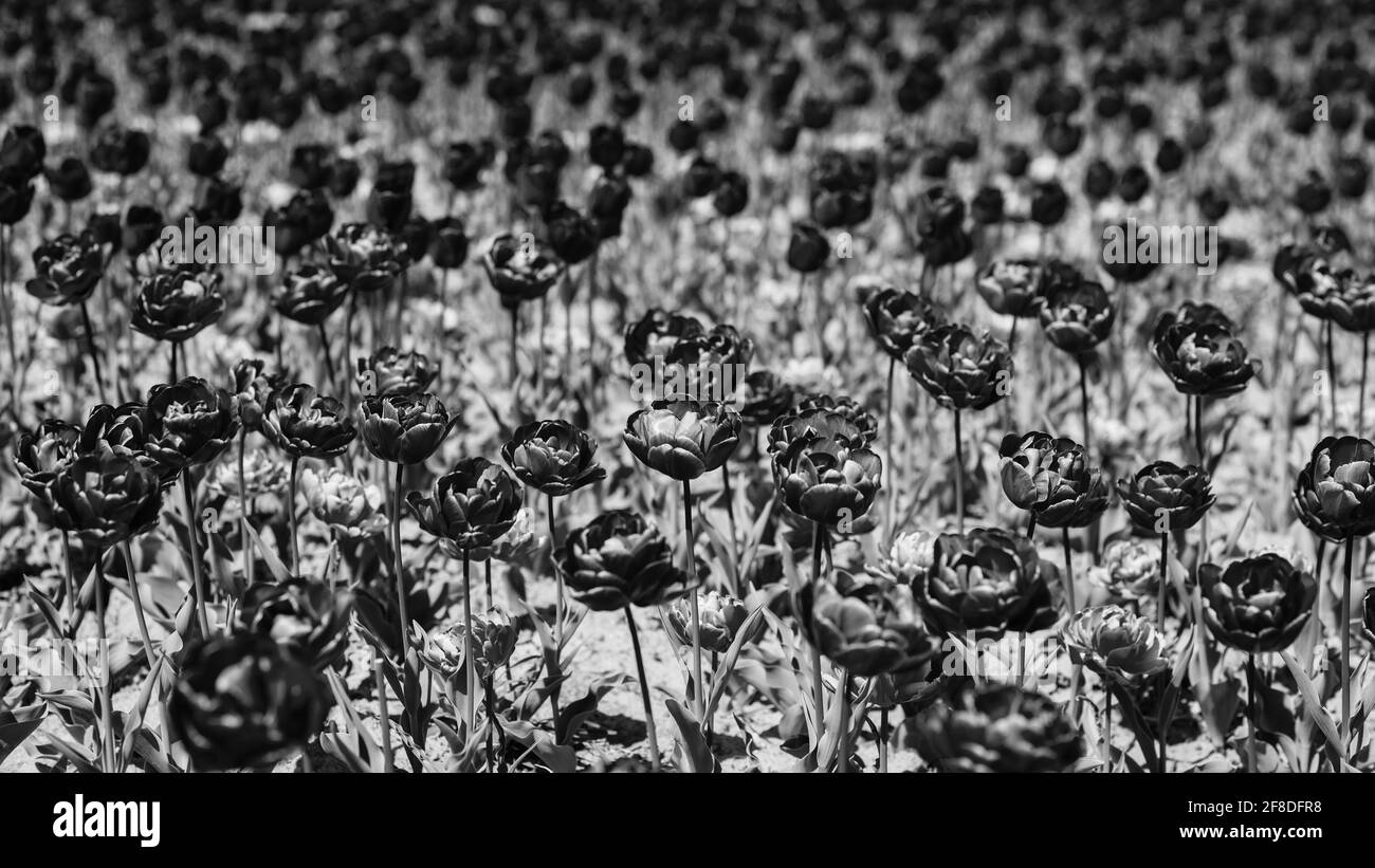 Many violet Black and White Stock Photos & Images - Alamy