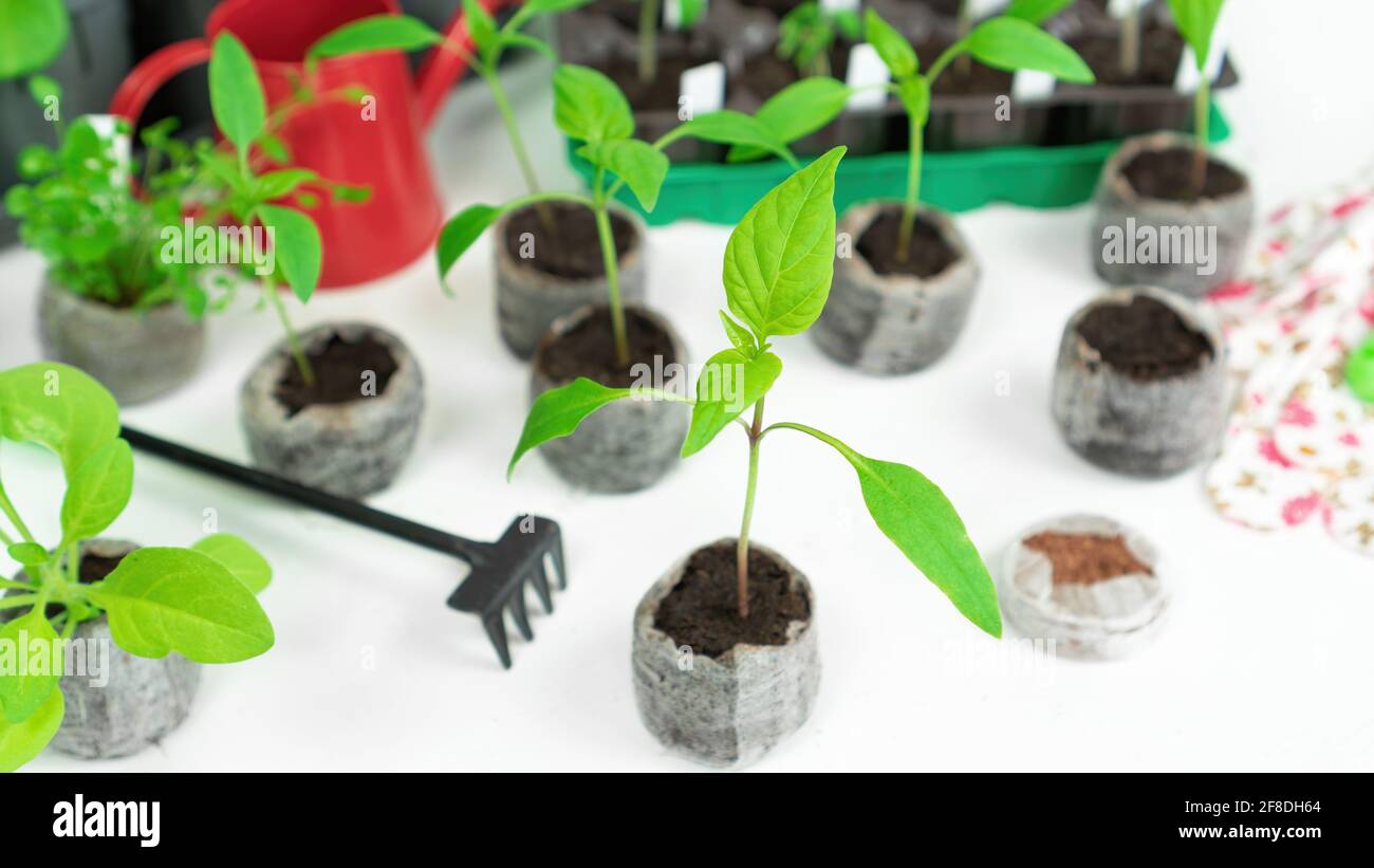 Pepper seedlings. A sprout of bell pepper in a peat pellet against the ...