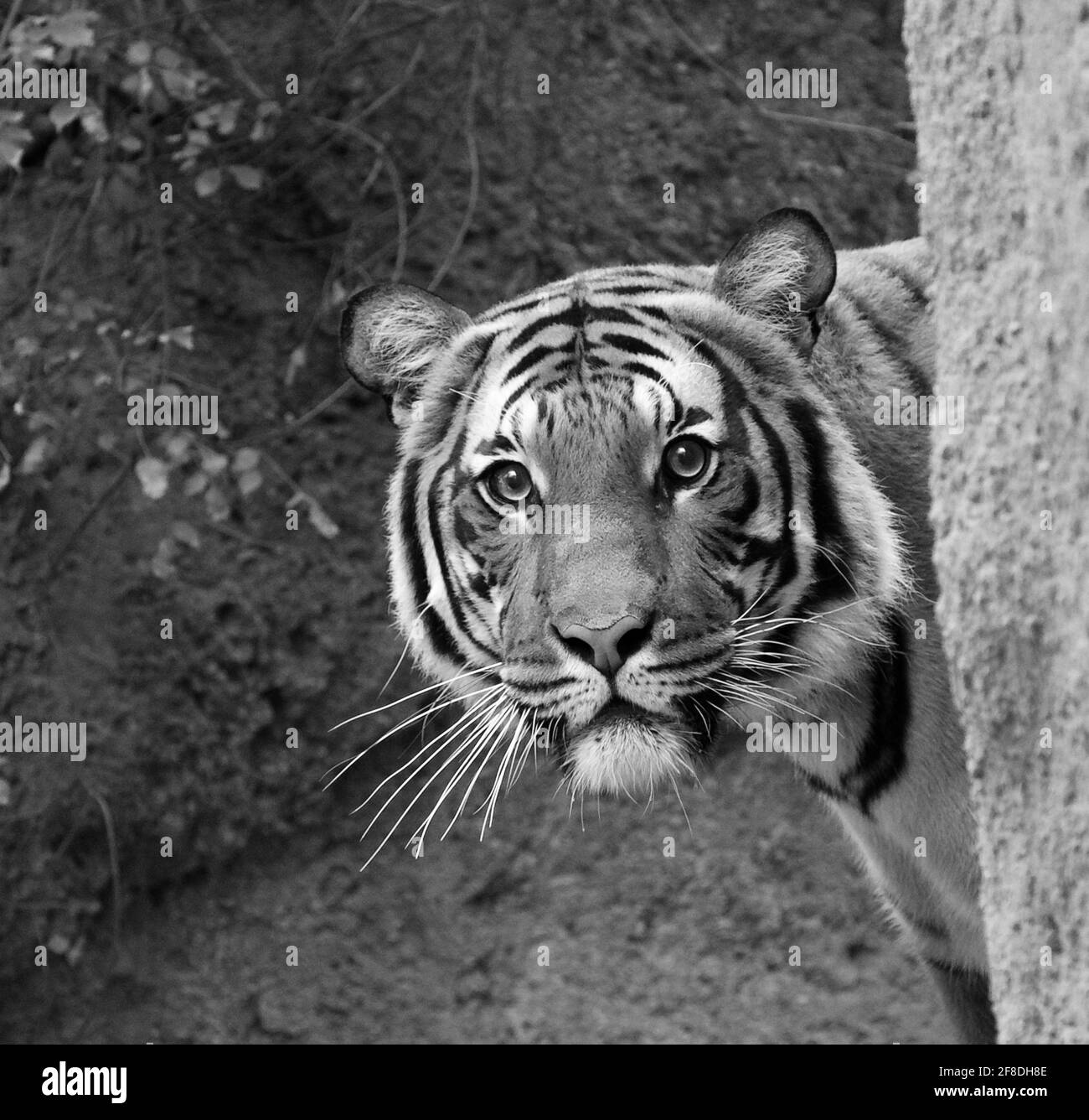 head of the tiger Stock Photo - Alamy