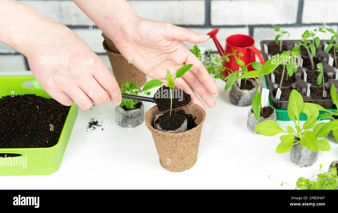 Hand tablets pot hi-res stock photography and images - Alamy