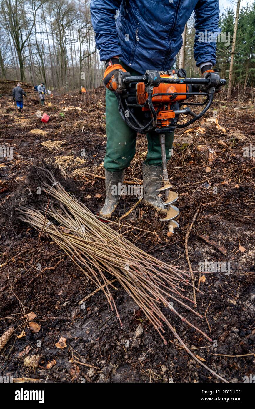 Drill holes in dead or dying trees hi-res stock photography and images ...