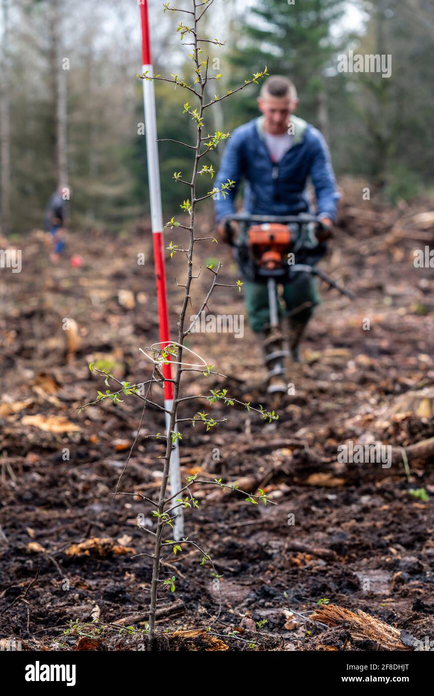 Drill holes in dead or dying trees hi-res stock photography and images ...