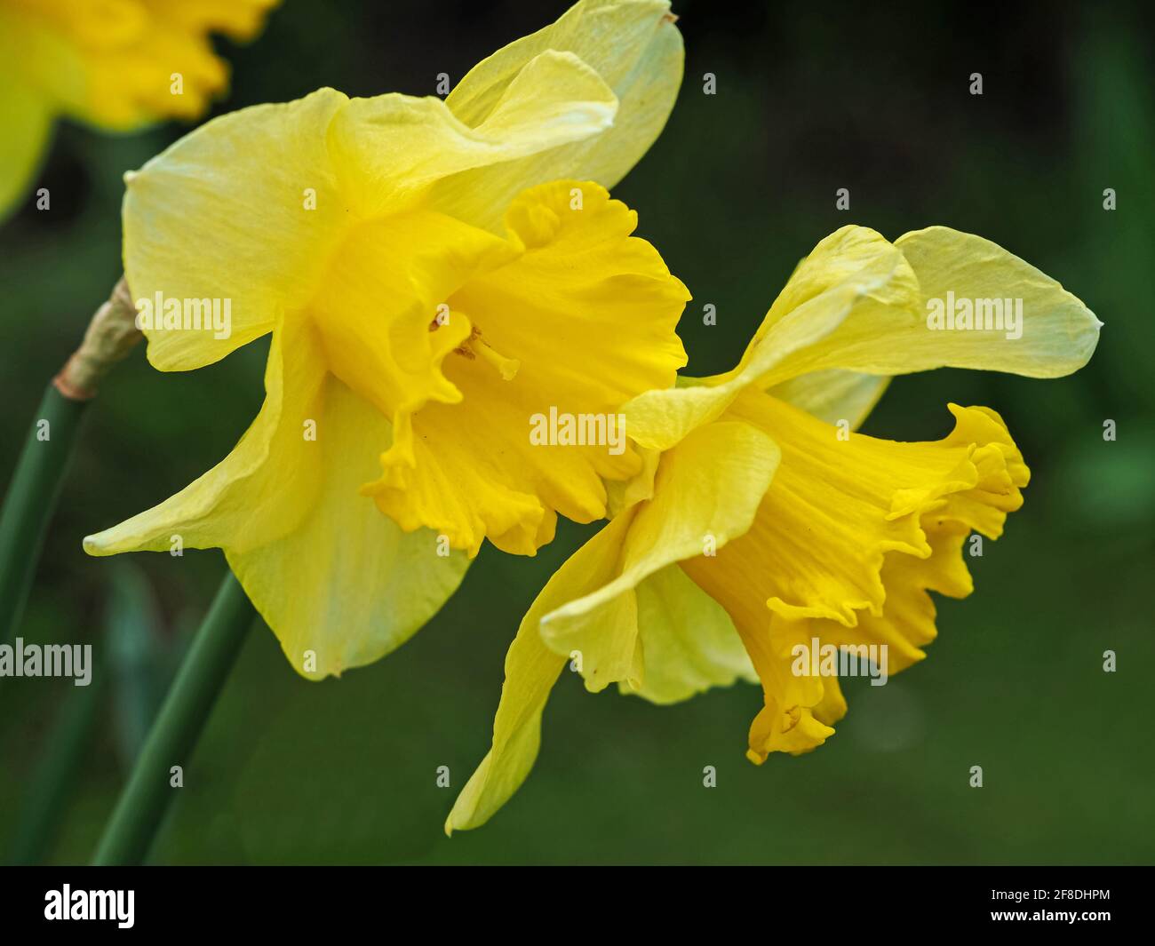 Blooms in yellow hi-res stock photography and images - Alamy